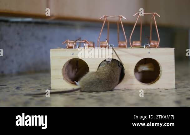 Mousetrap trapped Stock Videos & Footage - HD and 4K Video Clips - Alamy