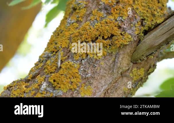 Close up, Moldy Bark of an Old Tree Covered with Moss and Fungus. Pine ...