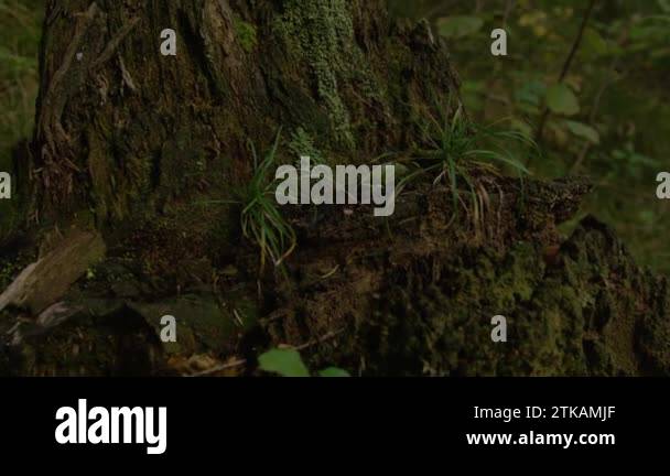 CLOSE UP, DOF: Debris of an old broken down tree is rotting away in a ...