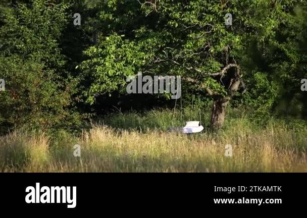 Wood bed tree Stock Videos & Footage - HD and 4K Video Clips - Alamy