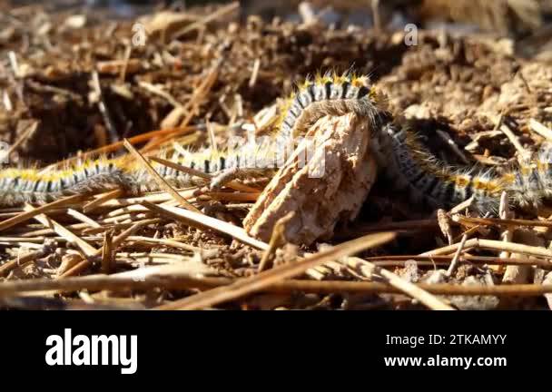 Overcoming natural obstacles Stock Videos & Footage - HD and 4K Video ...