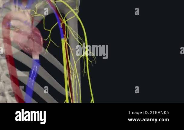 the axillary vein is a large blood vessel that conveys blood from the ...
