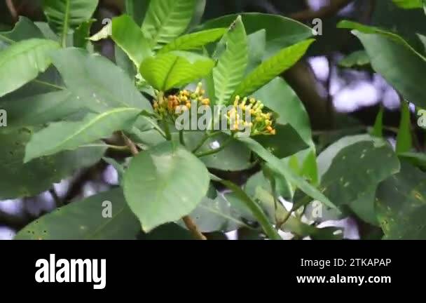 Tabernaemontana macrocarpa (Also called Bongang, Kayu gegah, Kelampan ...