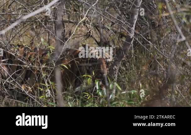 Bengal tiger hunting Stock Videos & Footage - HD and 4K Video Clips - Alamy