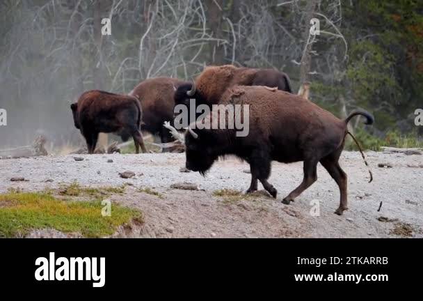 A bison pooping on the field. View of a herd of bison in the grass in ...