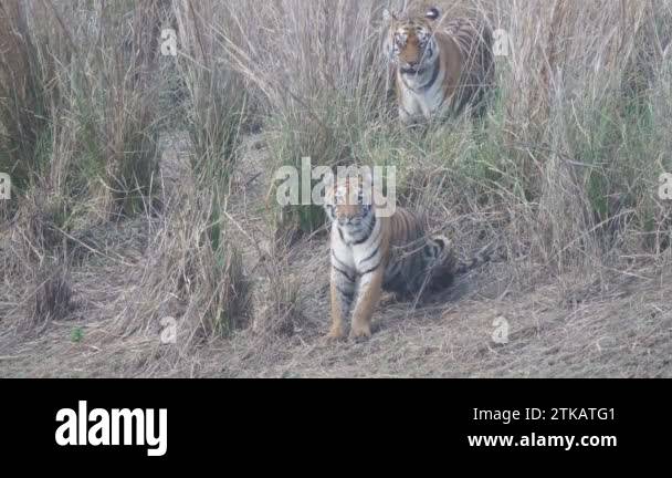 Tiger maya Stock Videos & Footage - HD and 4K Video Clips - Alamy