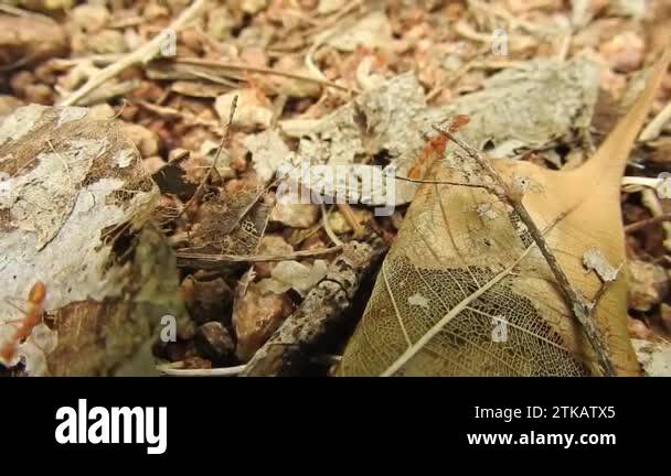 Ant bridge unity team. Ant action standing. Ant bridge unity team ...