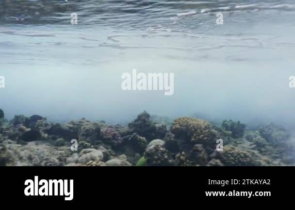 Wave coral reef fish Stock Videos & Footage - HD and 4K Video Clips - Alamy