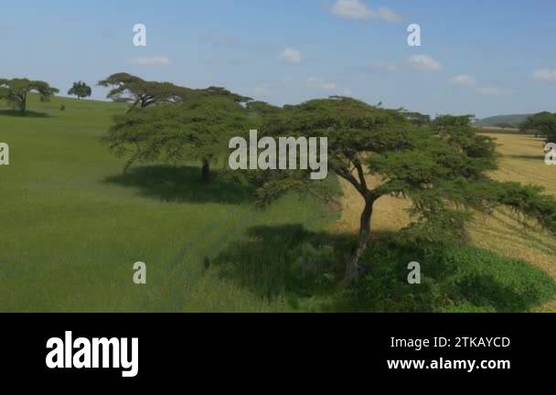 Tree trees africa field Stock Videos & Footage - HD and 4K Video Clips ...