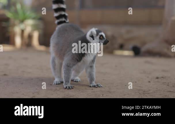 Madagascar food Stock Videos & Footage - HD and 4K Video Clips - Alamy