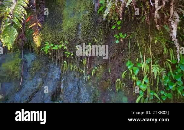 water dripping from moss along a hiking trail to Ventisquero Colgante ...