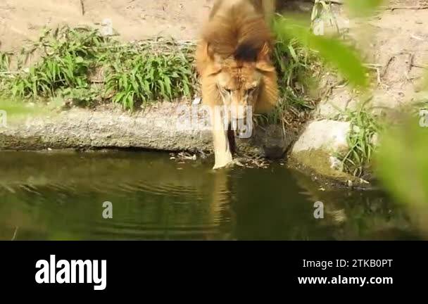 Single lion looking regal standing proudly on a small hill, African ...