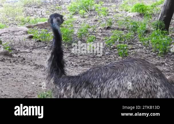 an isolated ostrich head with large eyes and a red beak. Male and ...