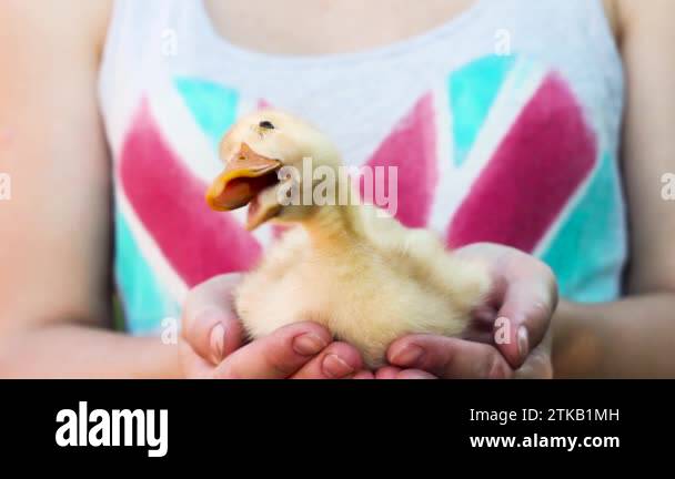 Hands duck Stock Videos & Footage - HD and 4K Video Clips - Alamy