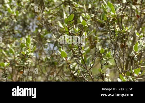 Rhamnus ludovici-salvatoris, endemic of Mallorca, Spain. Rhamnus is a ...
