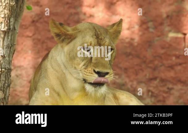 Lion and Lioness opening Mouth. Lions head, up close and very detailed ...