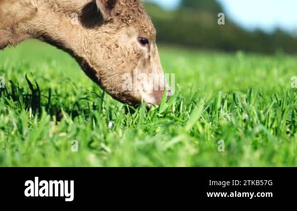 Livestock grazing on pasture and grass in a field on an organic ...