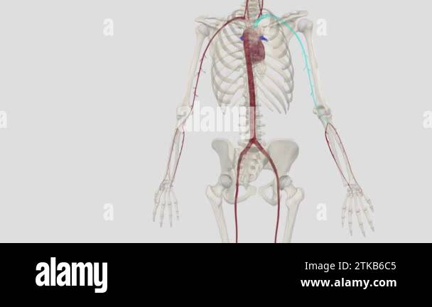 The ulnar artery is the main blood vessel, with oxygenated blood, of ...