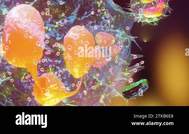 Phagocytosis. Neutrophe that uses its plasma membrane to engulf ...