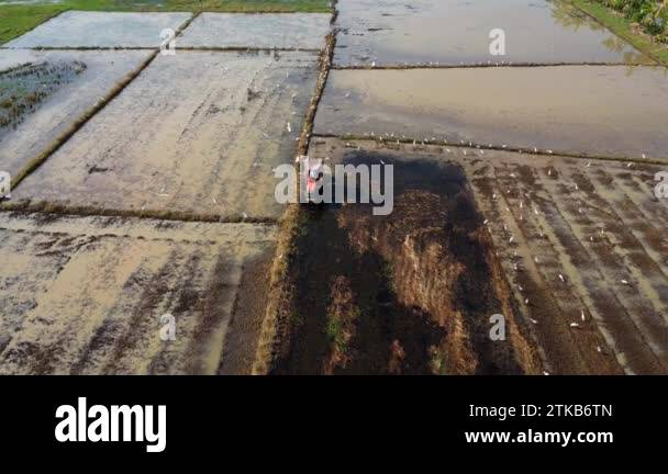 Aerial view of farmer in red tractor preparing land for rice planting ...