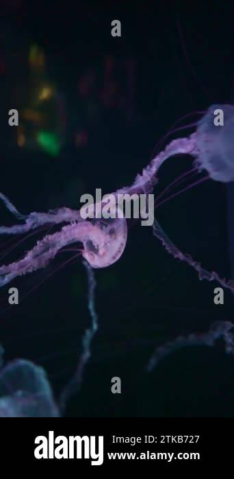 beautiful colourful jellyfish medusa swim underwater in ocean or zoo ...