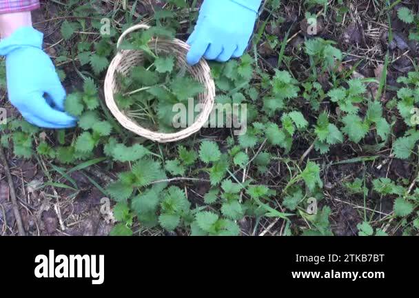 Edible rubber Stock Videos & Footage - HD and 4K Video Clips - Alamy