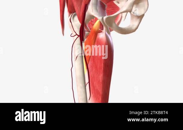 The adductor brevis is a muscle in the thigh situated immediately deep ...