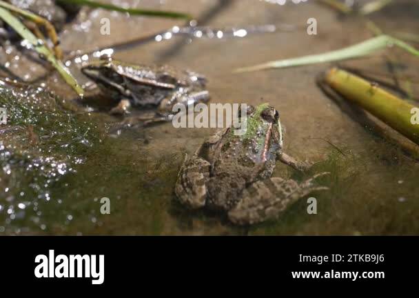 Two Green Frogs Sitting on River Bank in Water with Flying Midges and ...