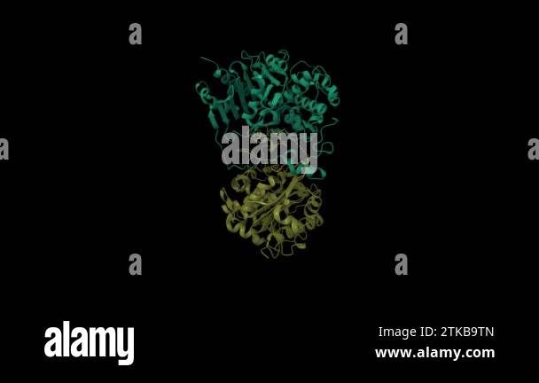 Structure of 6-aminohexanoate-dimer hydrolase. Animated 3D cartoon and ...