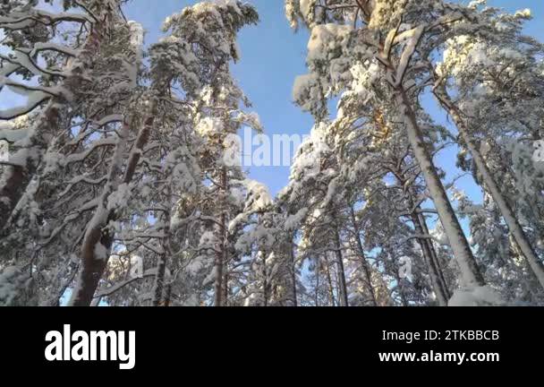 Walking in National park forest under tall pine trees on a cold sunny ...