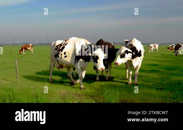 Dutch Black and White cows in the meadow, cows in a green grass field ...