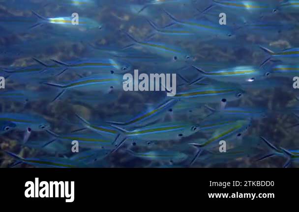 Underwater sea life patterns Stock Videos & Footage - HD and 4K Video ...