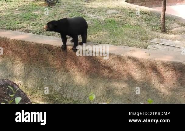Black Bear mother and three cubs grazing in evening sunlight, Close up ...