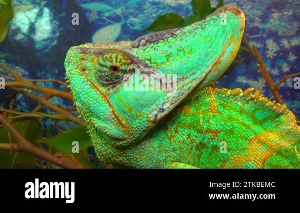 The veiled chameleon (Chamaeleo calyptratus) is a species of chameleon ...