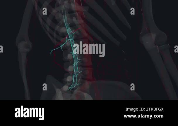 Lumbar vein Stock Videos & Footage - HD and 4K Video Clips - Alamy