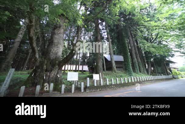 A Japanese zelkova tree at the shrine in Nakanojo Gunma. High quality 4k footage. Agatsuma ...