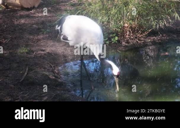 Manchuria crane Stock Videos & Footage - HD and 4K Video Clips - Alamy