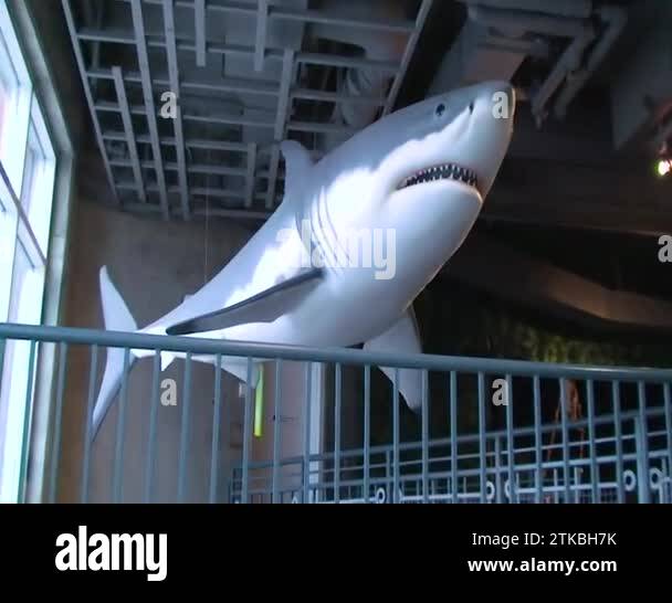 Fake shark Stock Videos & Footage - HD and 4K Video Clips - Alamy