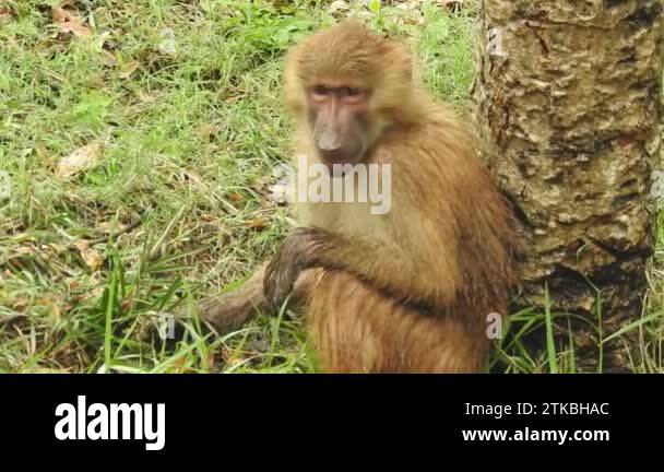Adult black capuchin monkey Stock Videos & Footage - HD and 4K Video ...
