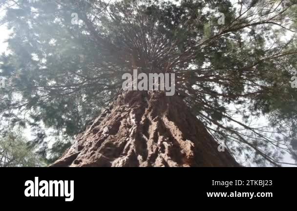 Redwood national park, United States. Camera moves between the huge ...