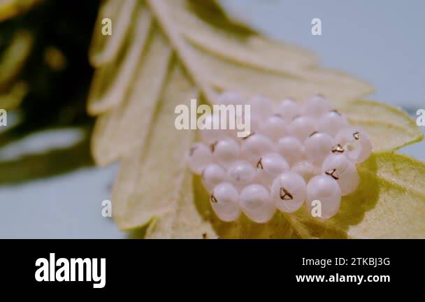 CLOSE UP, DOF: White eggs of brown marmorated stink bug on the ...