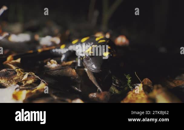 Amphibian in natural habitat Stock Videos & Footage - HD and 4K Video ...