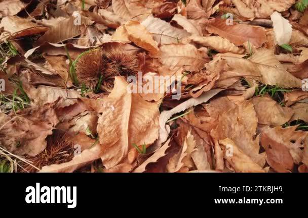 Fallen chestnut Stock Videos & Footage - HD and 4K Video Clips - Alamy