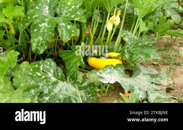 Diseased leaf courgette plant Stock Videos & Footage - HD and 4K Video ...