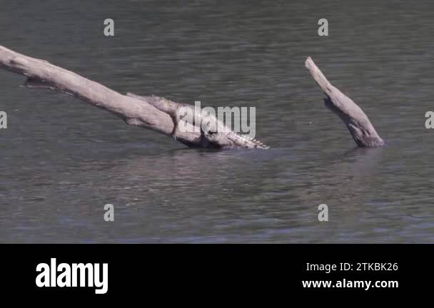 a freshwater crocodile sunning itself on a log at nitmiluk gorge, also ...