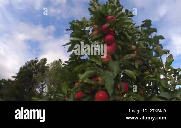 End time tree Stock Videos & Footage - HD and 4K Video Clips - Alamy