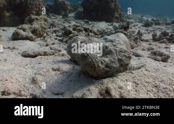 Poisonous stone fish Stock Videos & Footage - HD and 4K Video Clips - Alamy