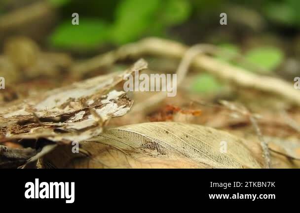 Ant bridge unity team. Ant action standing. Ant bridge unity team ...