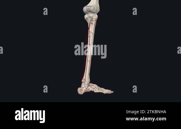 The three arteries of the lower leg are the peroneal artery, anterior ...
