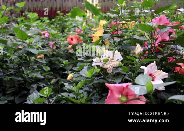 Hibiscus flower (Hibiscus rosa-sinensis L) is a shrub of the Malvaceae ...